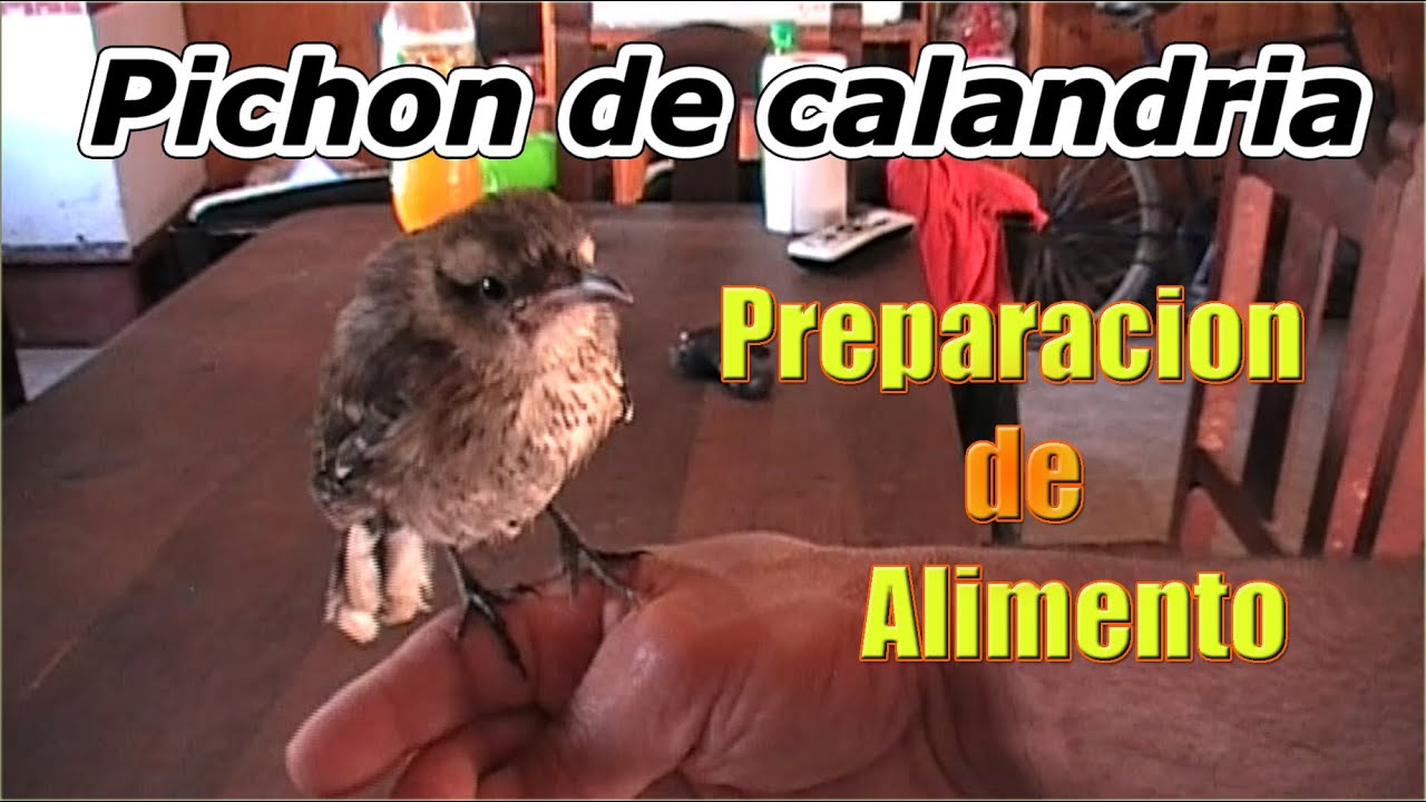 Pichón de calandria y preparación de alimento - YouTube