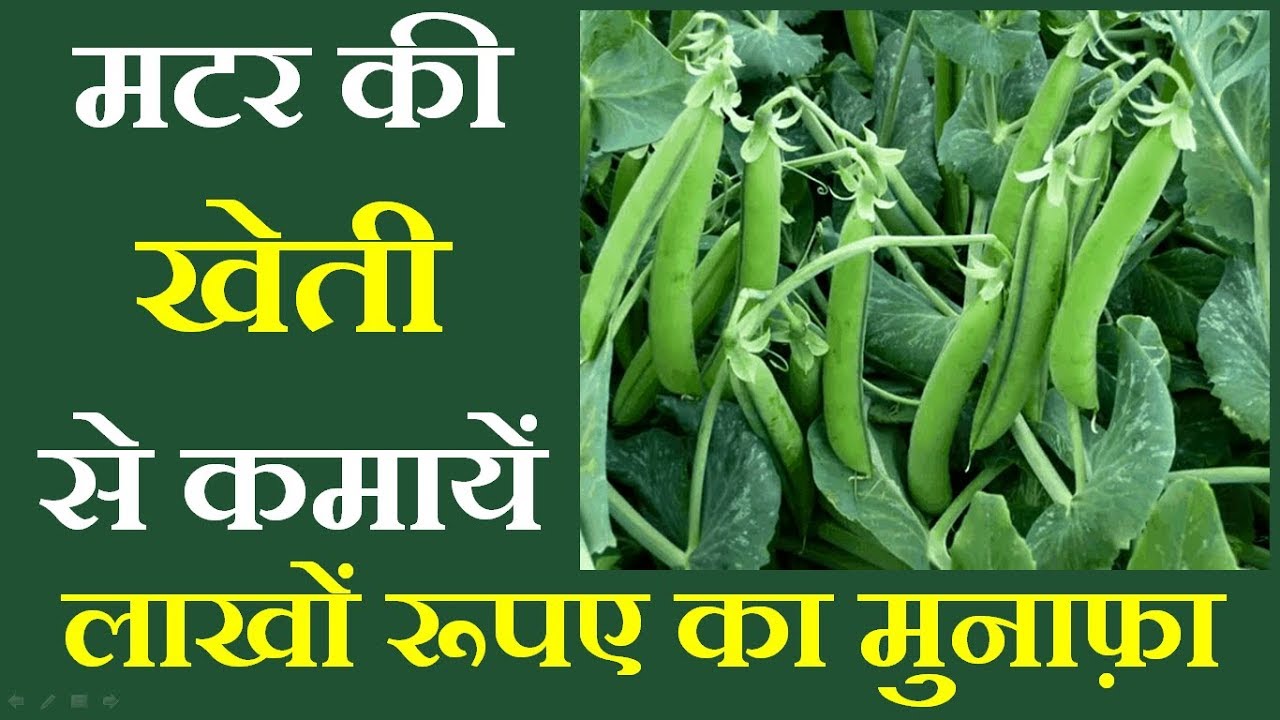 मटर की खेती कैसे करें || Peas (Matar) Farming || मटर की खेती कर के लाखो ...