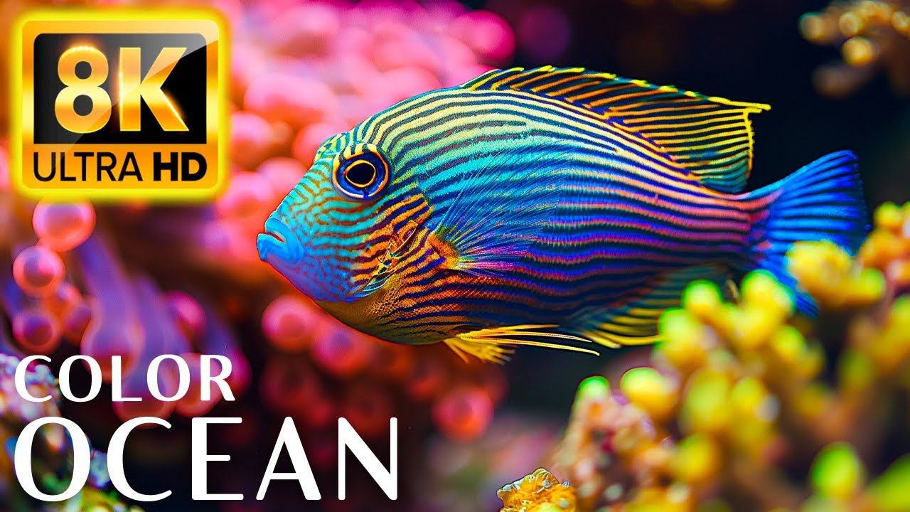 Colors Of The Ocean 8K ULTRA HD - Beautiful Coral Reef Fish - Sleep ...