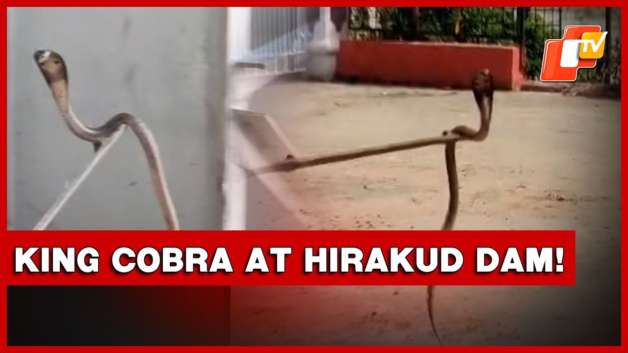 King Cobra Spotted Near Spillway Of Hirakud Dam - YouTube
