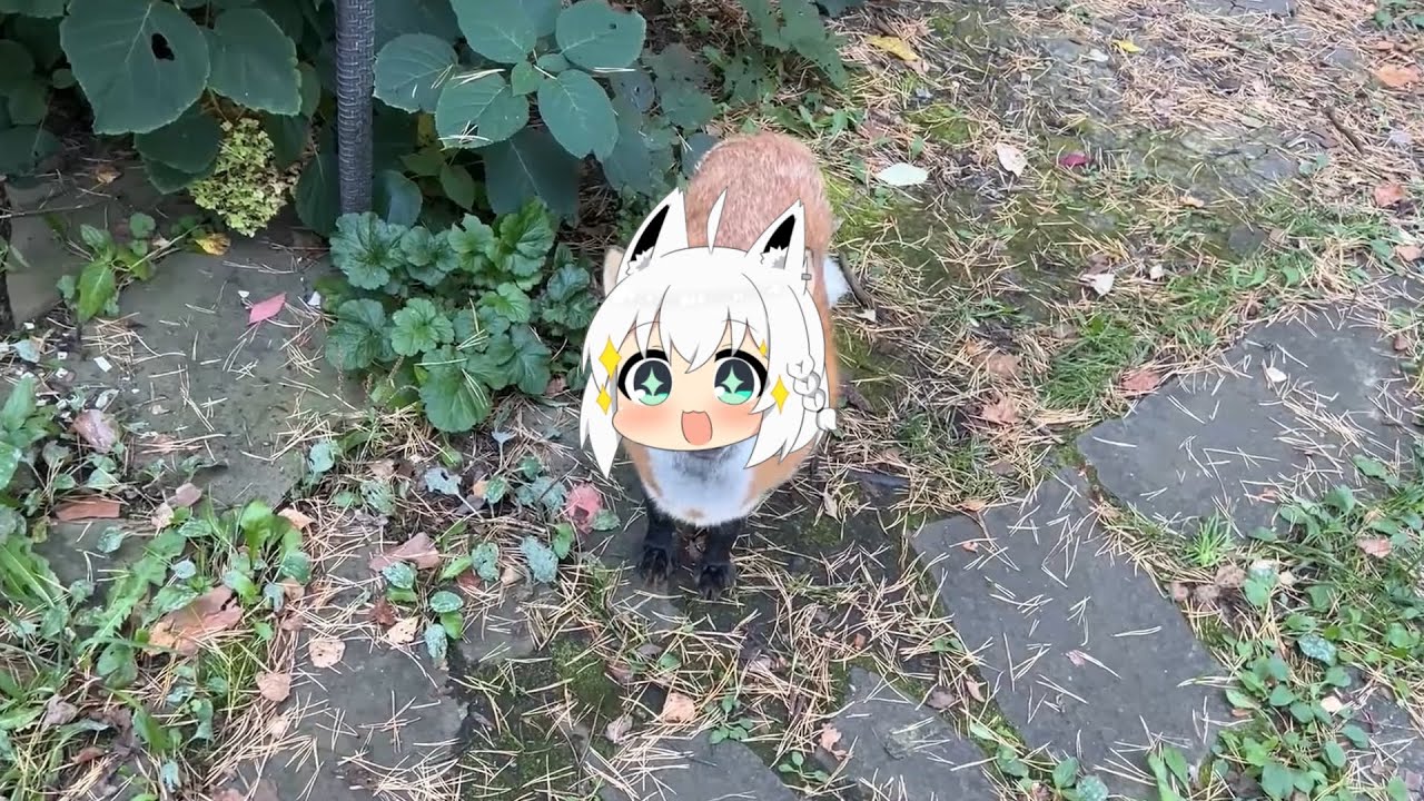 Fubuki fox want your hamburger | Animal hololive - YouTube