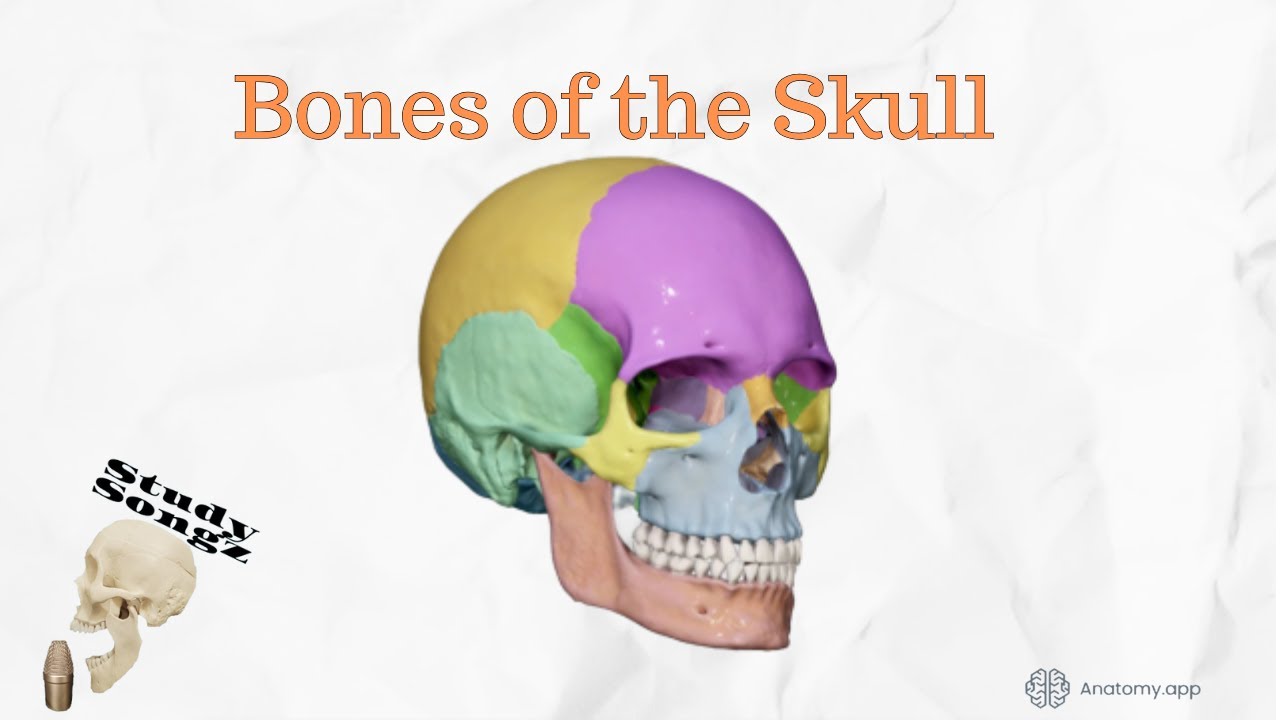 Bones of the Skull Re-Edited - Study Songz - YouTube