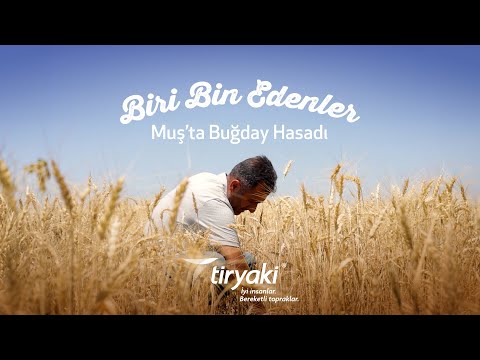 Biri Bin Edenler: Muş’ta Buğday Hasadı