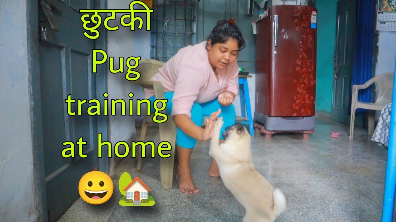 छुटकी Pug training at home 🏡 | Pug dog training | Dog training tips ...