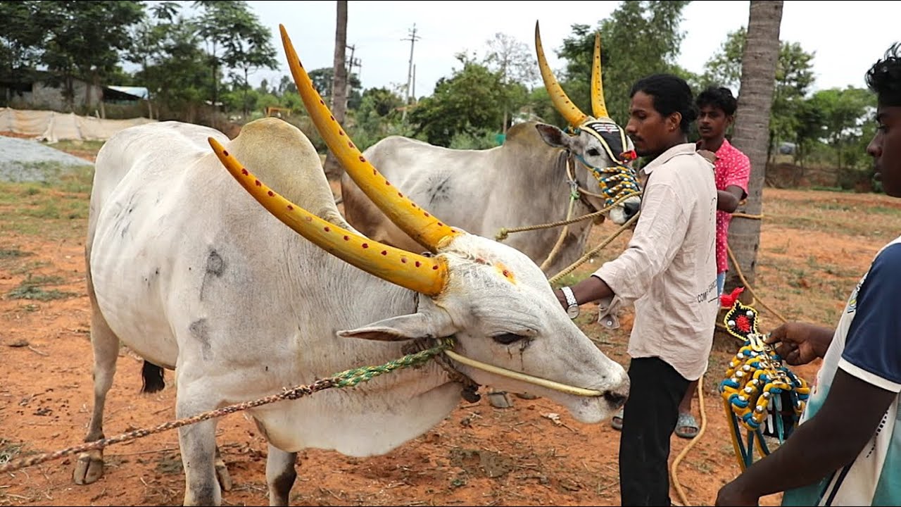 Preparation of Both Jallikattu bulls for running at Bargur - YouTube