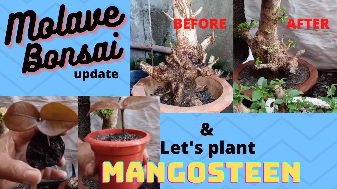 Molave Bonsai update + planting Mangosteen | ponkx kalbx - YouTube