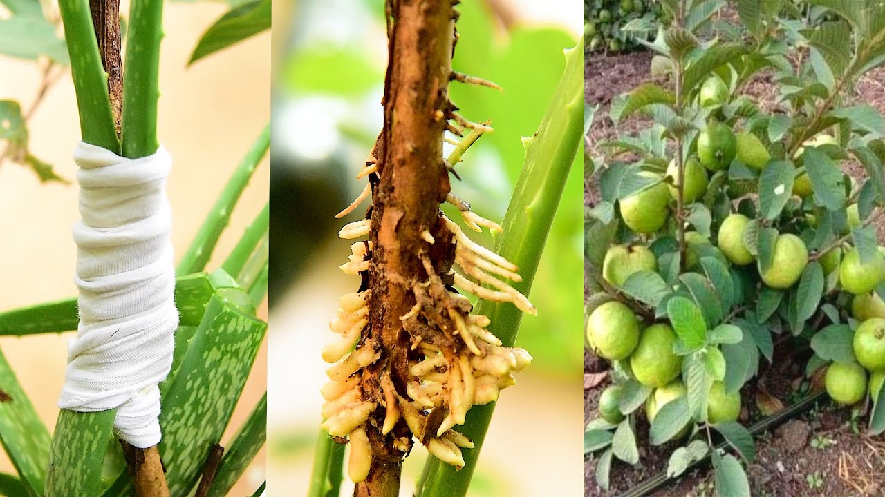 Aloe Vera air layering all fruits trees without soil easily and bear a ...