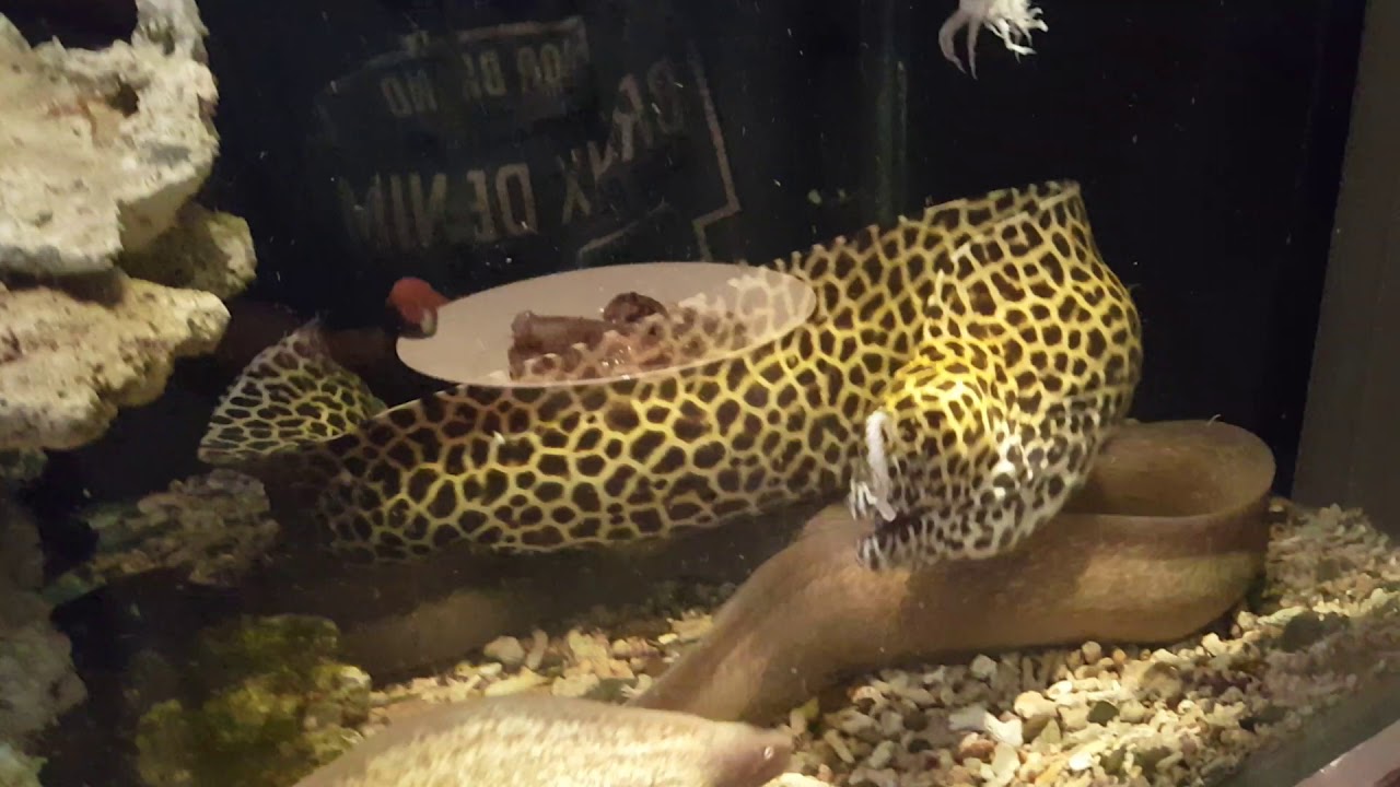 Moray eel feeding time - YouTube