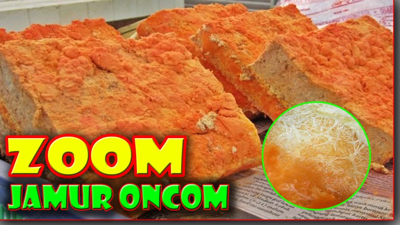 JAMUR ONCOM DI ZOOM 1000X DAN MANFAAT LAINNYA II OCOM MUSHROOMS UNDER ...