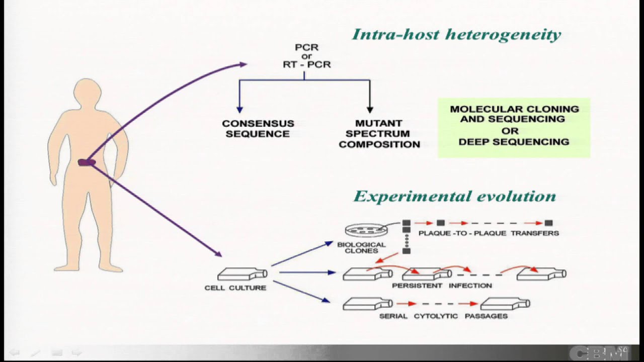 Clonality and Intracellular Polyploidy in Virus Evolution and ...