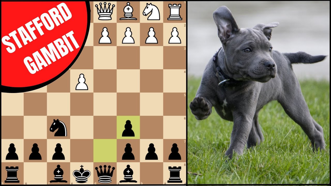 MASTER my FAVOURITE GAMBIT [FULL GUIDE] - YouTube