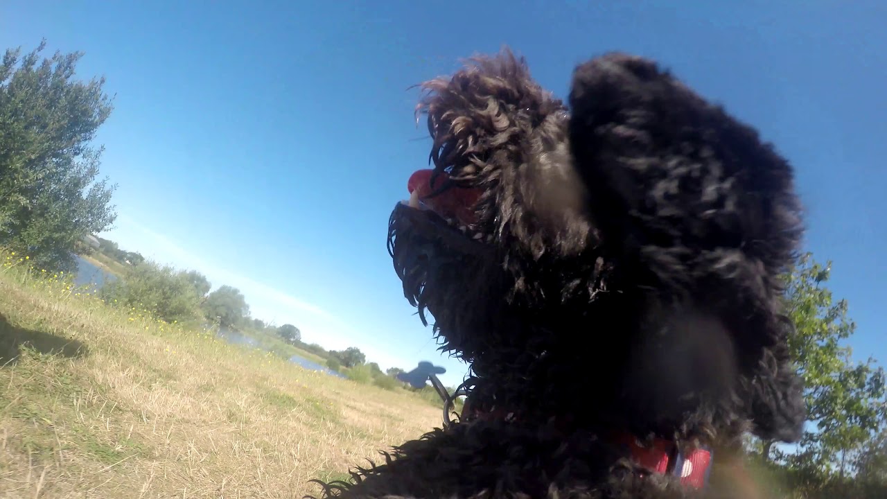 Cockapoo on a run - YouTube