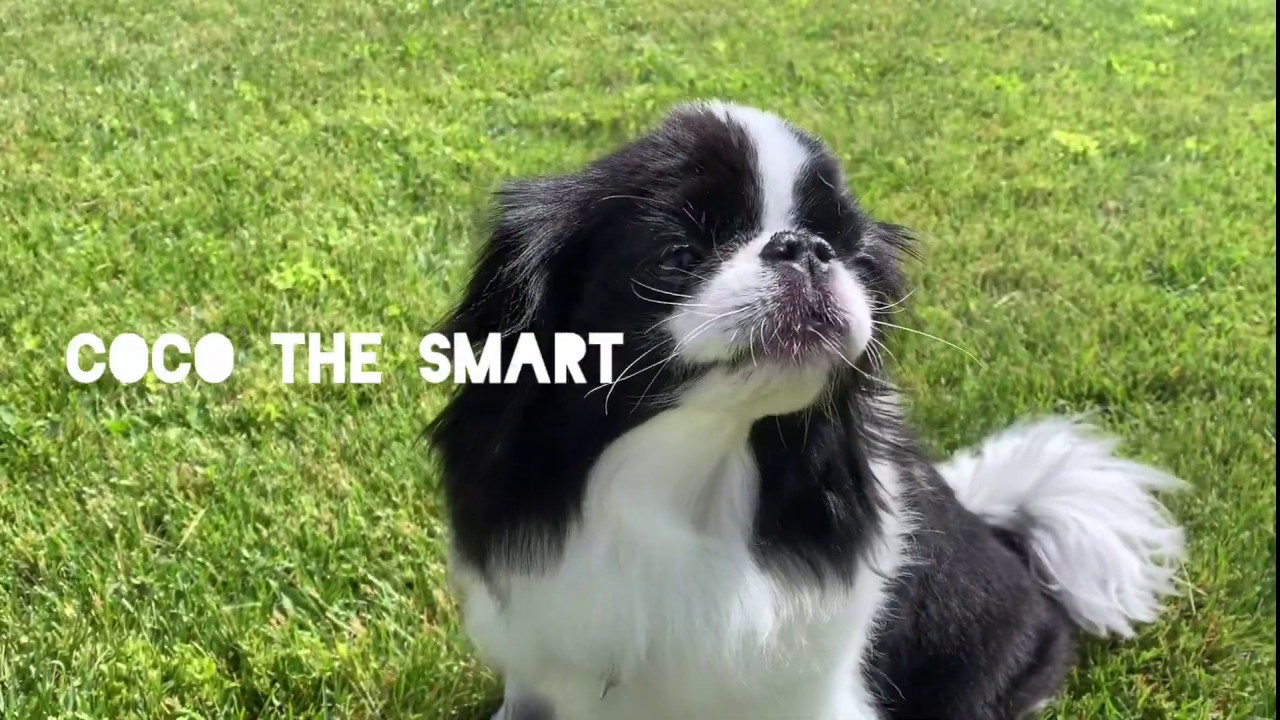 Coco's Dog Tricks 2020 - YouTube