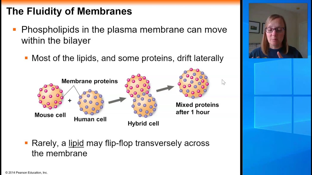 Chapter 7 Membrane Fluidity - YouTube
