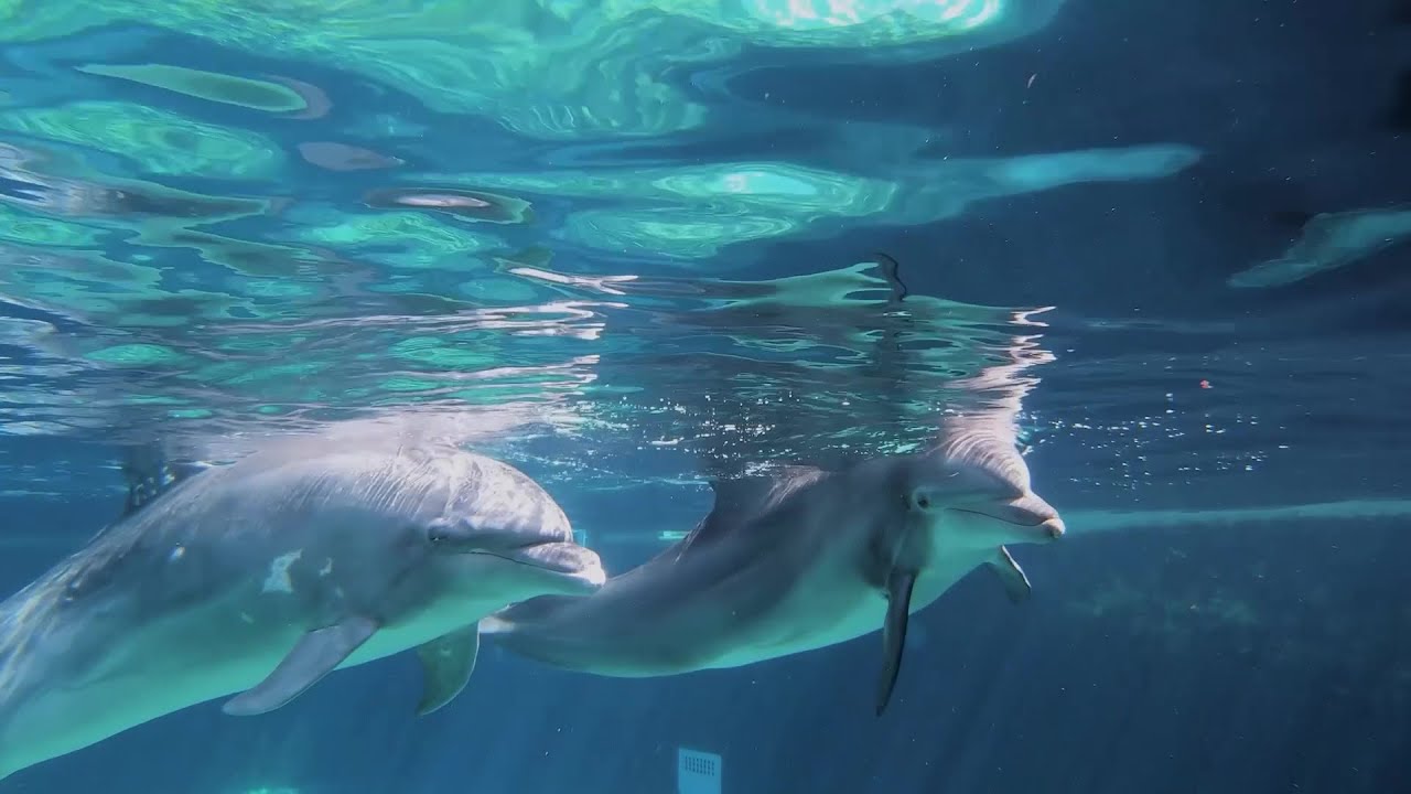 Clearwater Mayor Meets New Resident Rescued Dolphin - YouTube