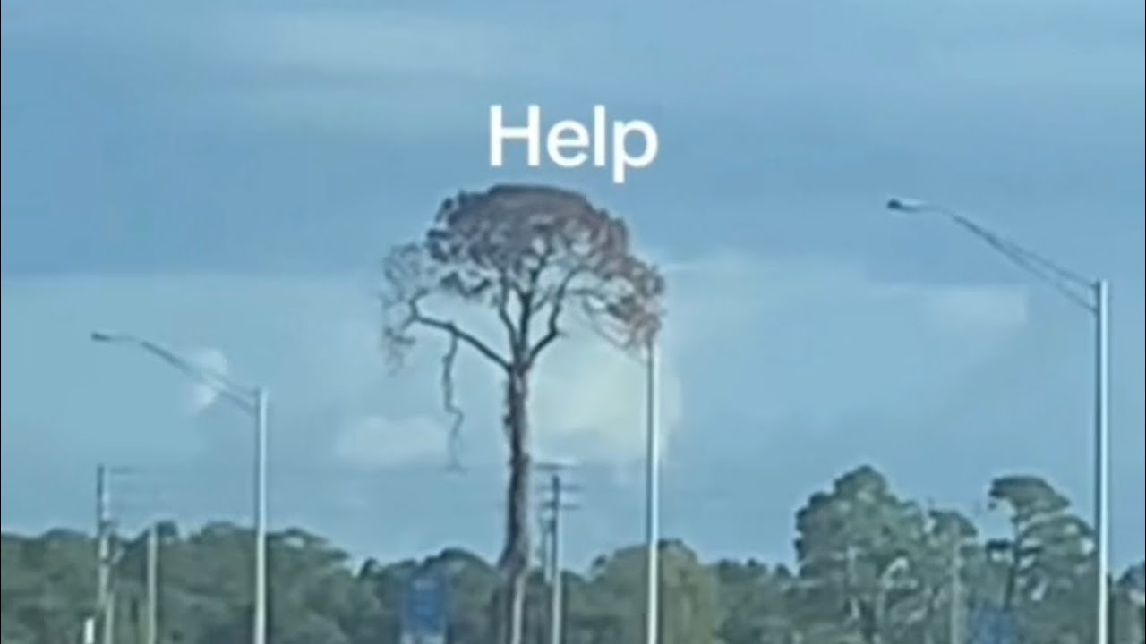 If You See This Tree Your Day Is Ruined… - YouTube