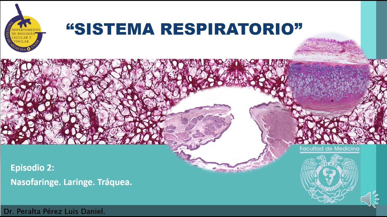 Temp3 Respiratorio2 Faringe Laringe y Tráquea MIERCOLES - YouTube