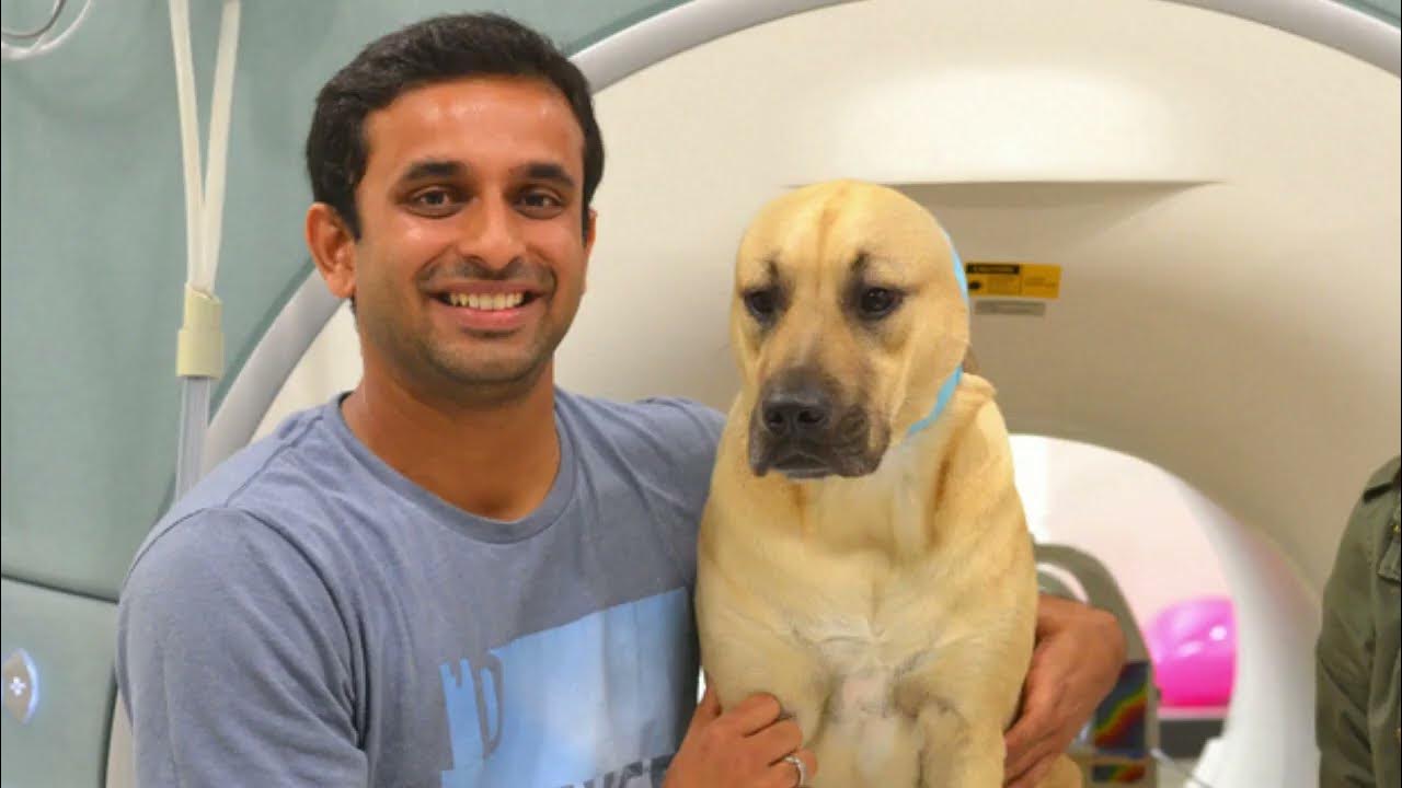 Machine learning gives glimpse of how a dog's brain represents what it ...