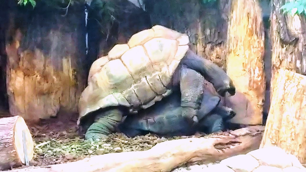Seychelles giant tortoise mating - YouTube