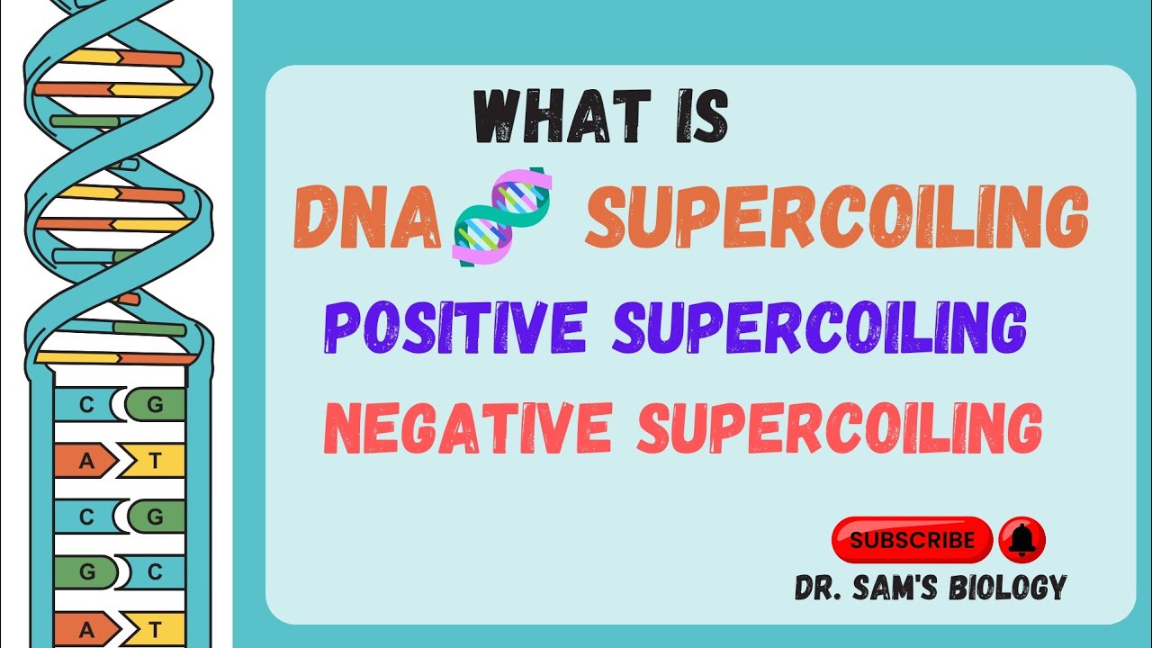 What is Supercoiling of DNA 🧬? Negative Supercoiling| Positive ...