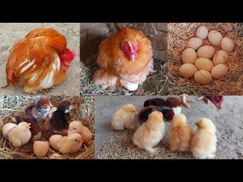 Put eggs of fancy hen under the Aseel hen