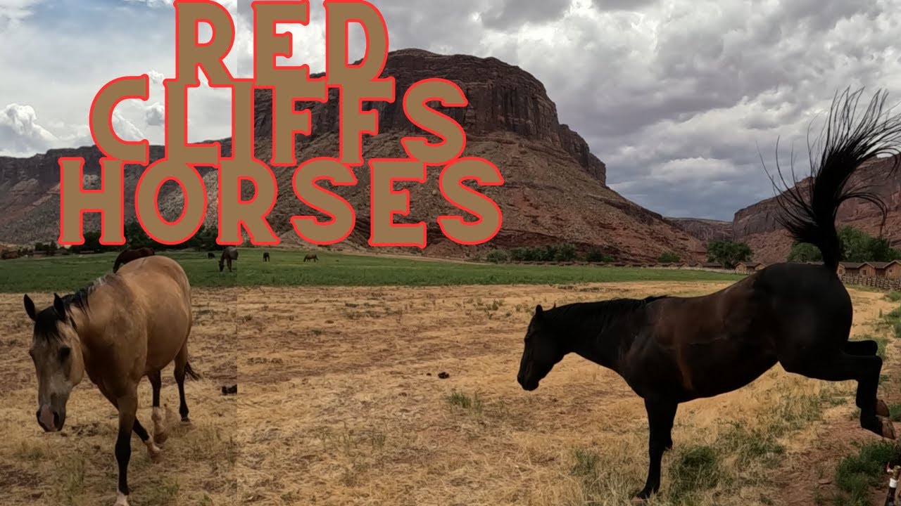 Red Cliffs Lodge and Sorrel River Ranch Horses - YouTube