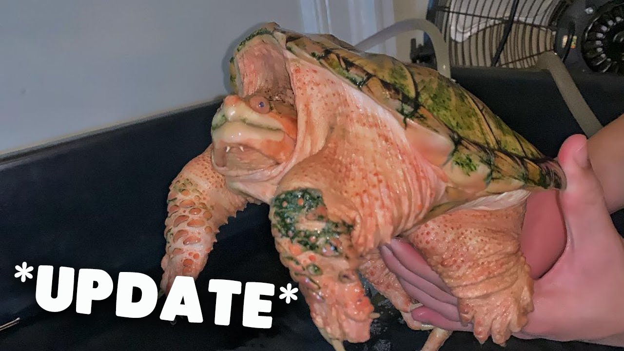 RARE SUPER HYPO SNAPPING TURTLE *UPDATE* - YouTube