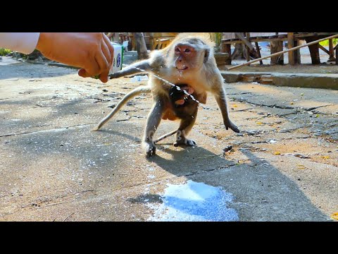 Upset..! SARAH monkey is very angry with the humans why are you do like ...