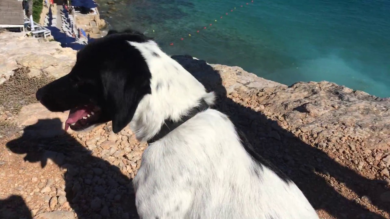 Noah's Ark Dog Sanctuary in Malta - YouTube