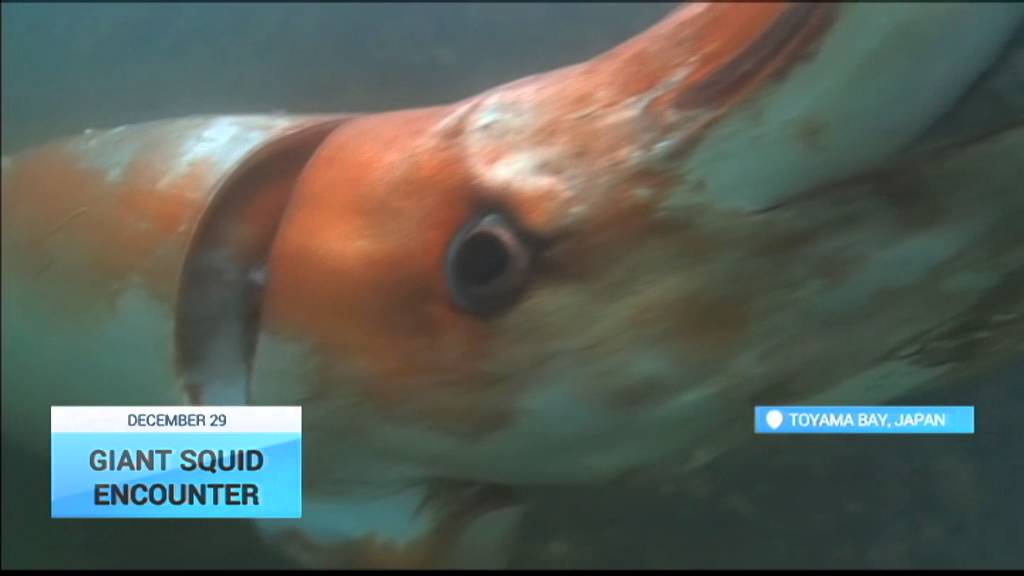 Giant Squid Spotted in Japanese Harbor: Squid makes Christmas Eve cameo ...