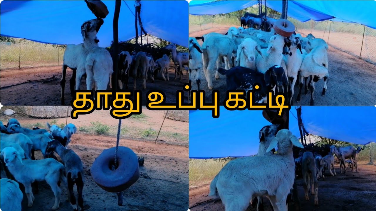 தாது உப்பு கட்டி\\aadu kutty paramarippu @kalnadai valarpu - YouTube