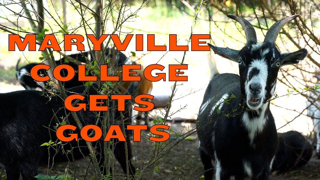 Maryville College gets GOATS! - YouTube