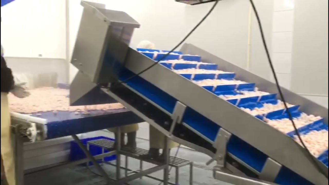 IQF Freezing Line | Cyclone - YouTube