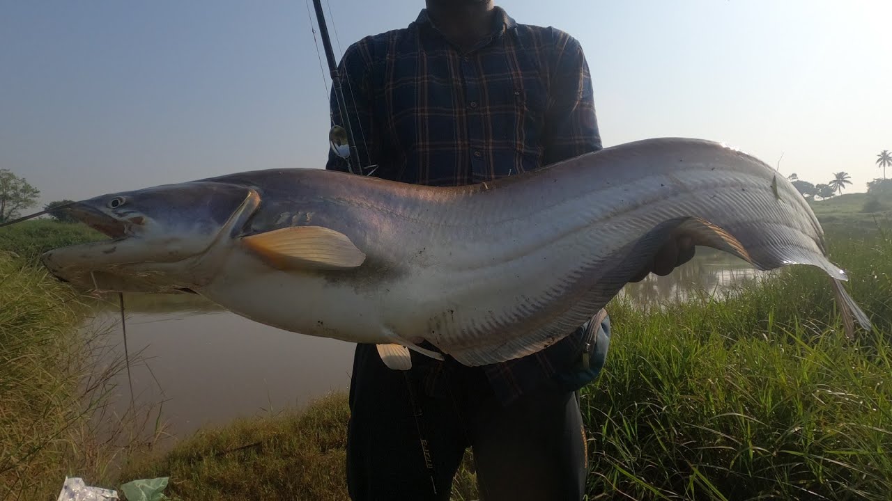 पठन मछली का शिकार //pathan fish hunting//fishing fisherman//river ...