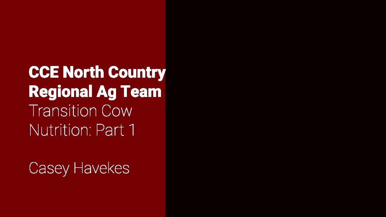 Transition Cow Nutrition: Part 1 - YouTube