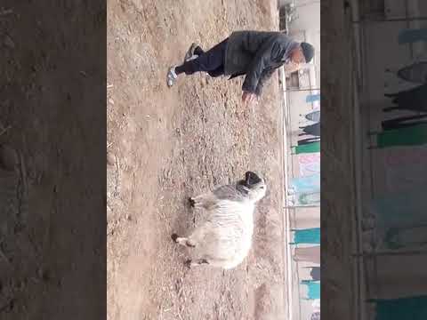 Goçkar uruş Гочкар уруш