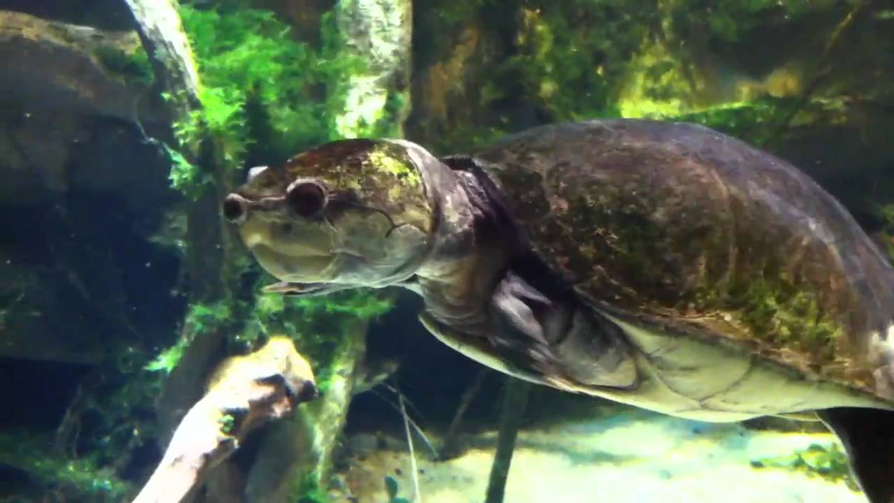 Amazon Big Head turtle (Peltocephalus dumerilianus) - YouTube