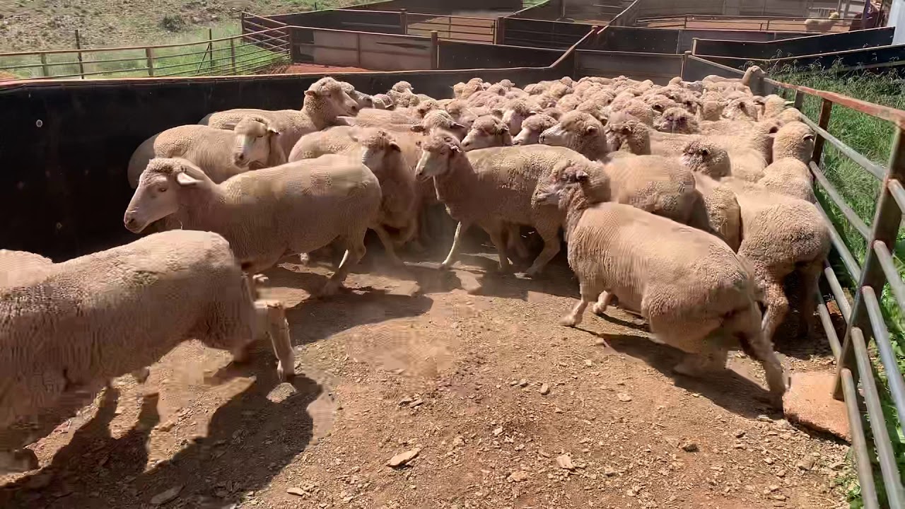 151 MERINO EWES, Rising 4 years SIL TO MERINO RAMS - YouTube
