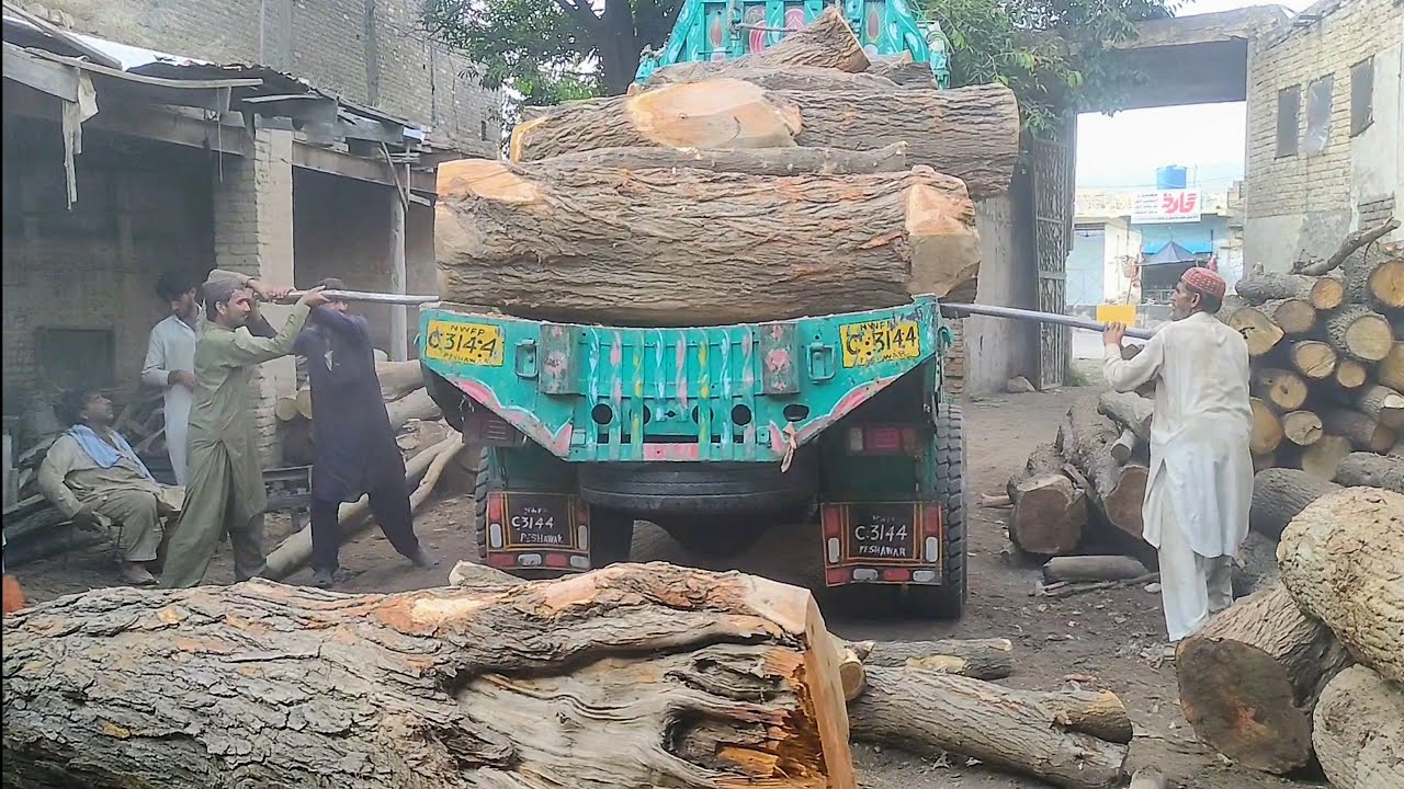 Look! They unloaded big logs | Watch Amazing Gaint Log Cutting ...