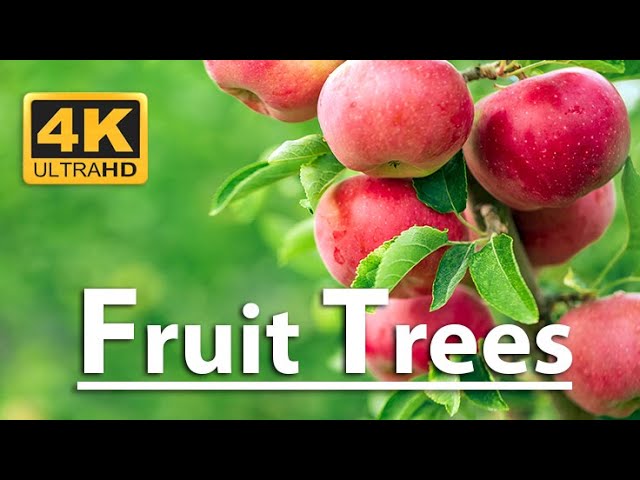 Fresh Fruit Tree Wallpaper