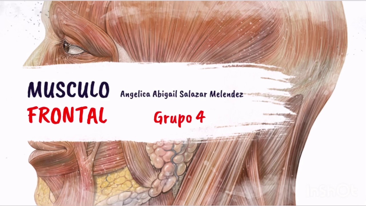 Músculo frontal - YouTube