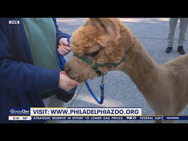 Zoo Balloon Philadelphia Phillies