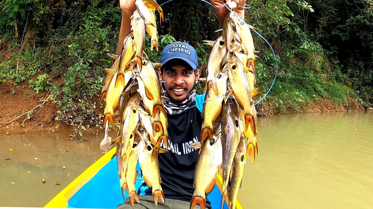 കലക്ക വെള്ളത്തിലെ മഞ്ഞളേട്ട ചാകര🎣Village Fishing|Traditional Fishing ...