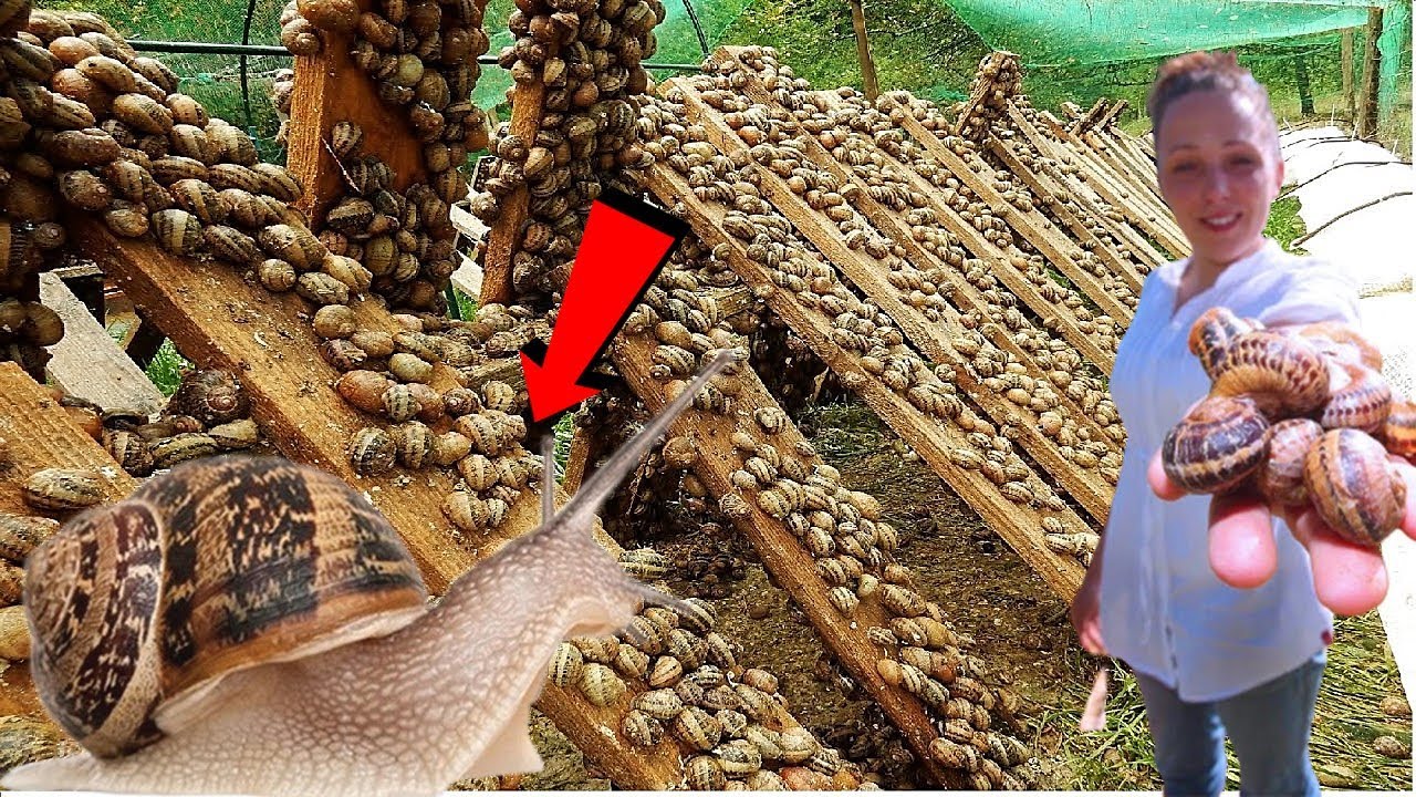 देखिए फैक्ट्री में किस तरह की जाती है स्नेल (SNAIL) फार्मिंग | Snail ...