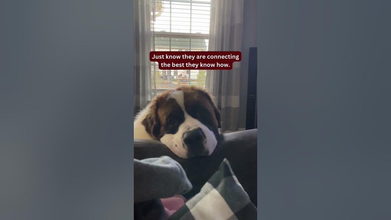 When Your Dog Stares at You, Here’s What It Really Means ️🐾 #shorts #dogshorts #doglover #dogmom ...