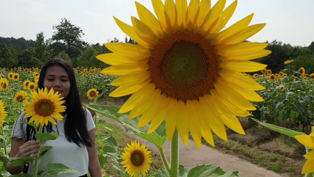ladang bunga matahari di jepang - YouTube