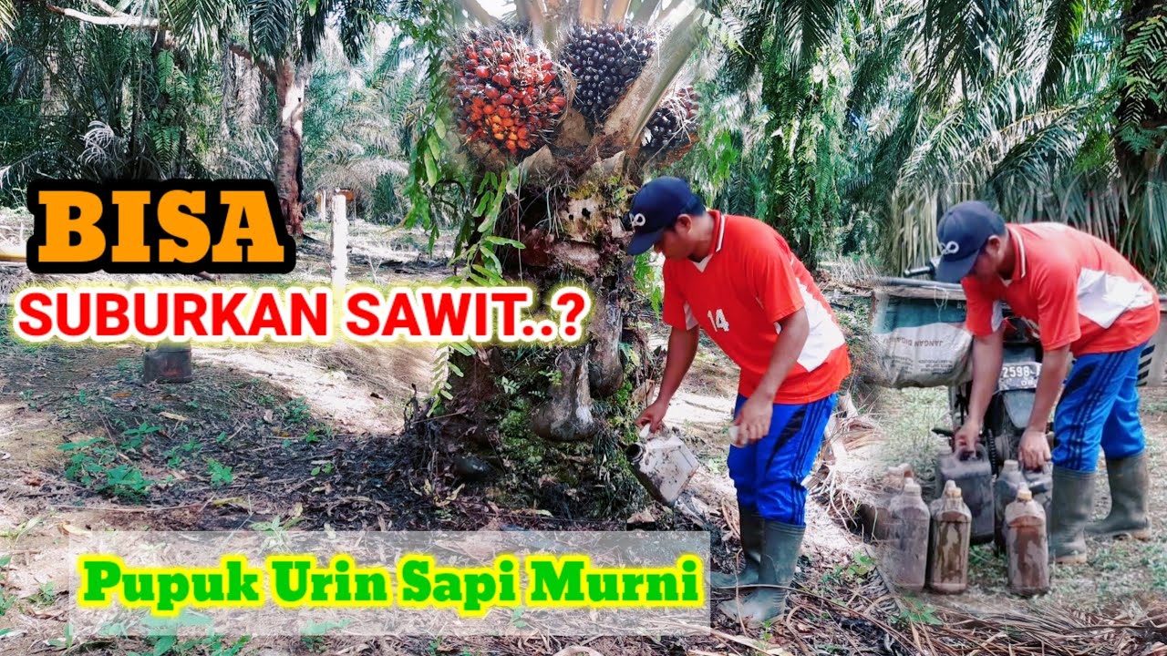 MANFAAT PUPUK URIN SAPI PADA TANAMAN KELAPA SAWIT - YouTube