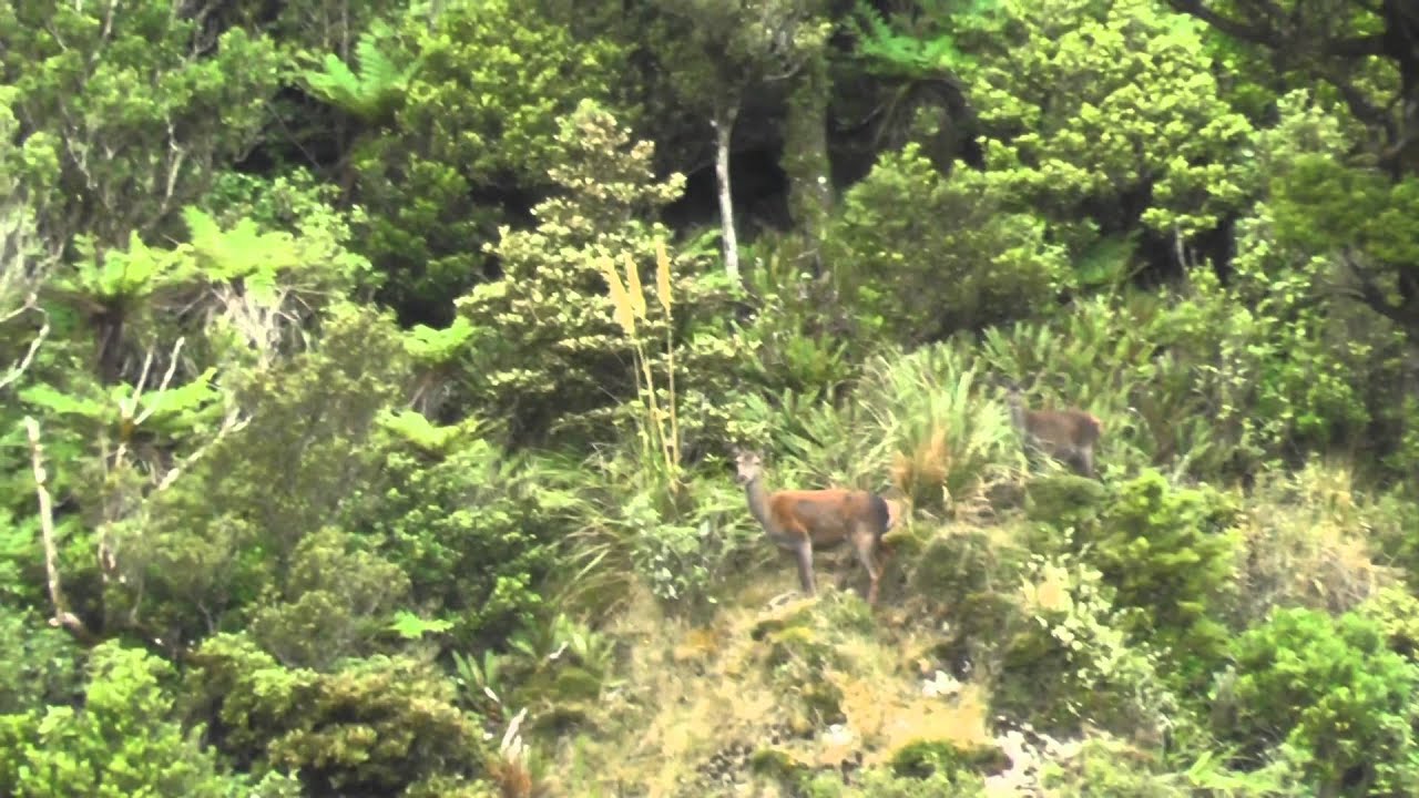 Hind & Fawn Druing Roar 2014 - Ruahine Ranges - YouTube