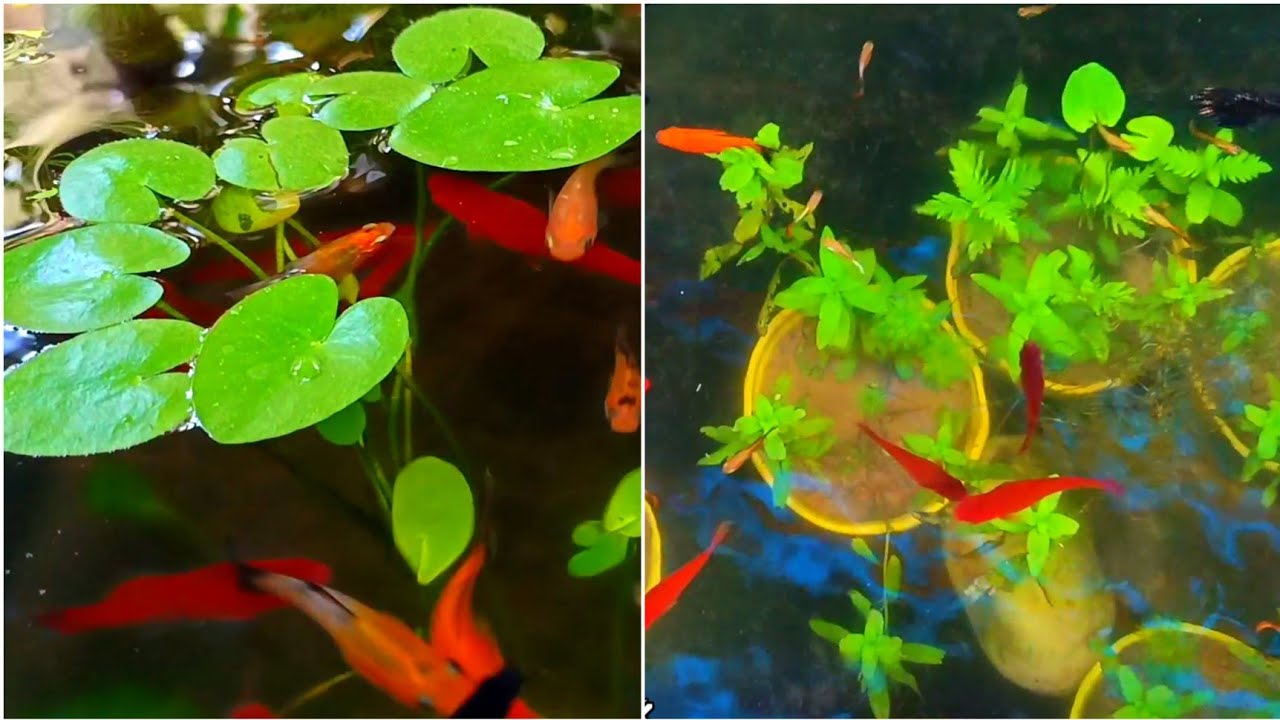 Natural aquarium fish tank - YouTube