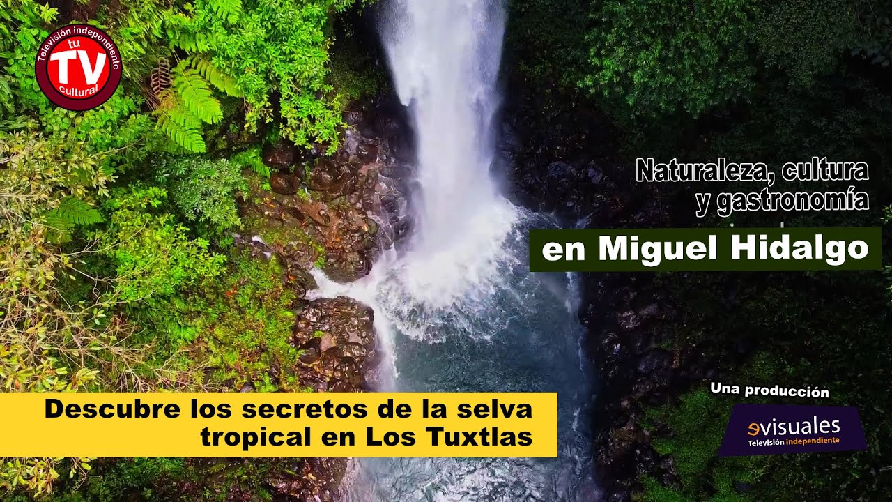 Descubre los secretos de la selva tropical en Los Tuxtlas - YouTube